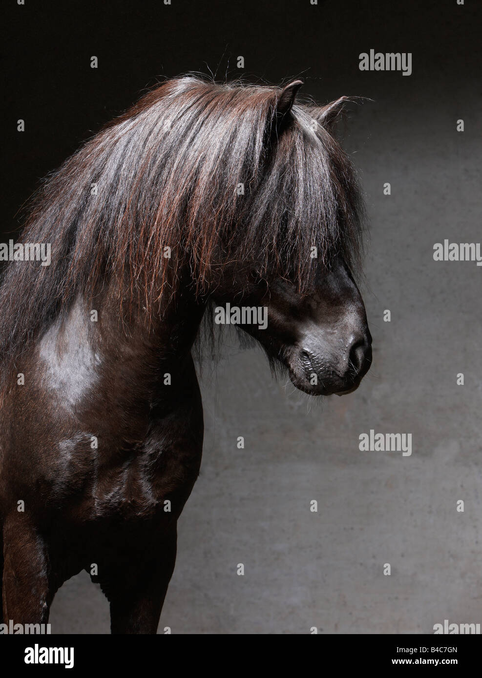 Pure Breed Icelandic Stallion, Iceland Stock Photo - Alamy