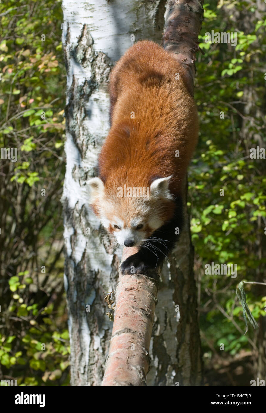 Red Panda on a tree branch Stock Photo - Alamy