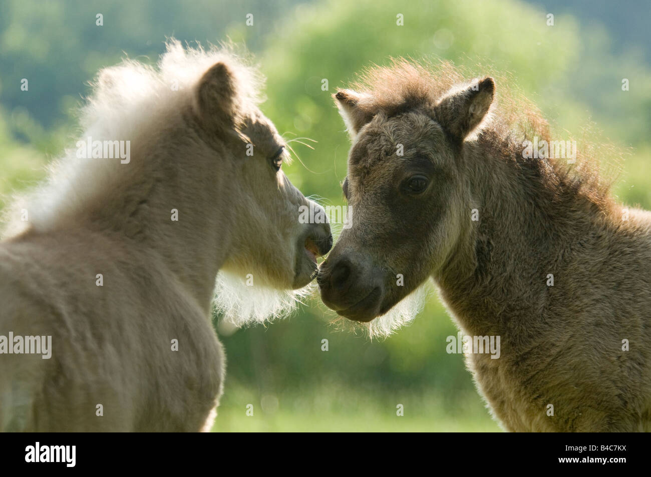 Miniature horse foals play Stock Photo - Alamy
