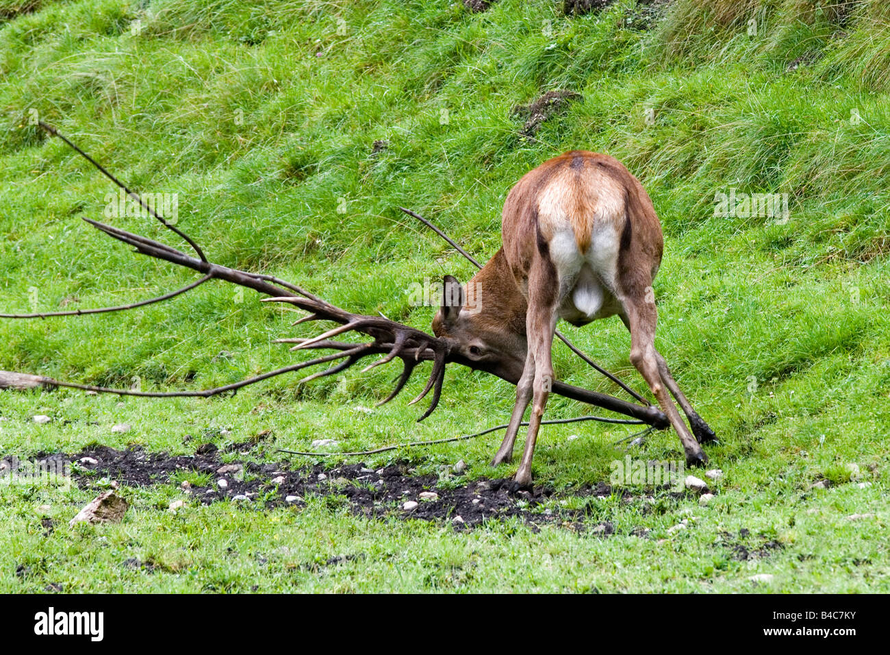 Red Deer (Cervus elaphus), stag sparring with a small dead tree Stock ...