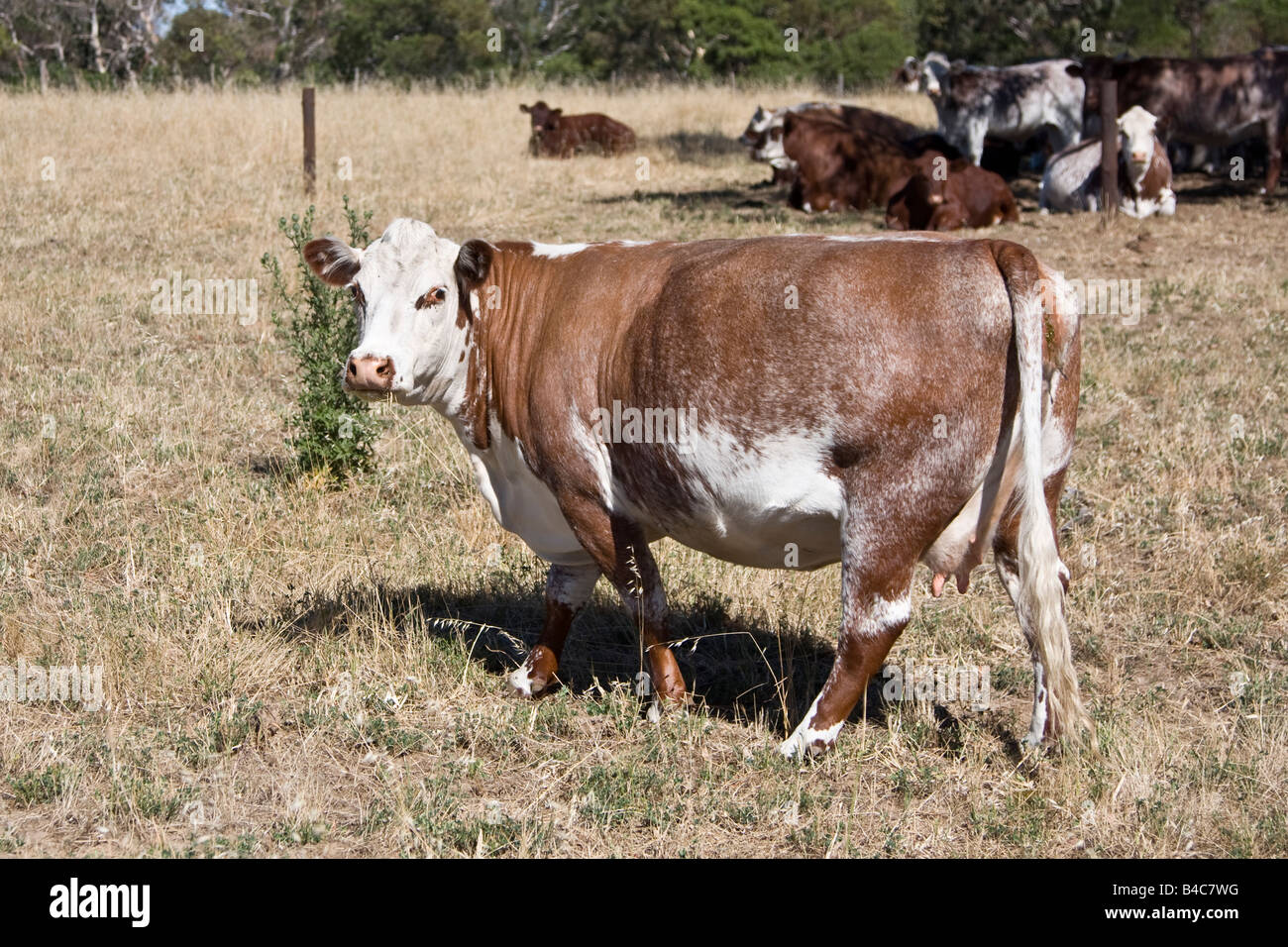 Hereford cows at Lochiel Park Taratap (near Kingston South East) South ...