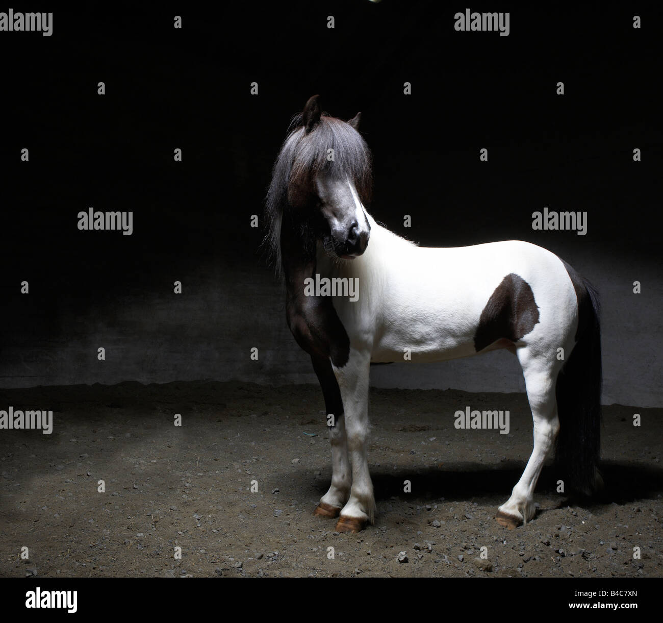 Pure breed icelandic mare hi-res stock photography and images - Alamy