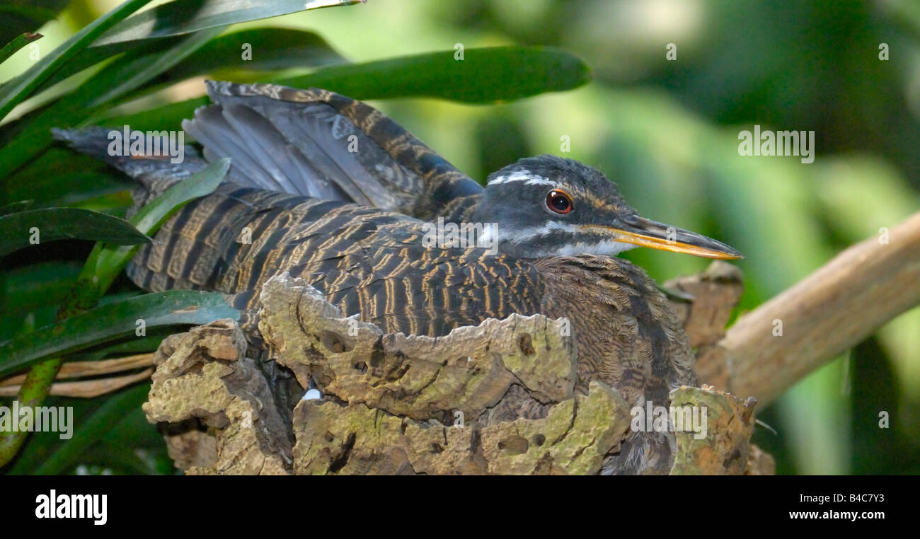 Sun bittern bird hi-res stock photography and images - Alamy