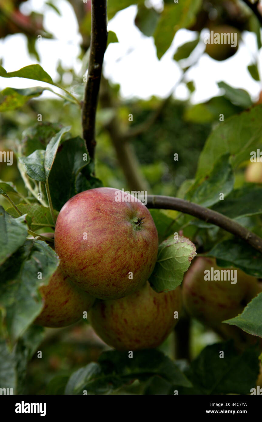 cluster or bunch of apples growing in apple tree during summer months ...