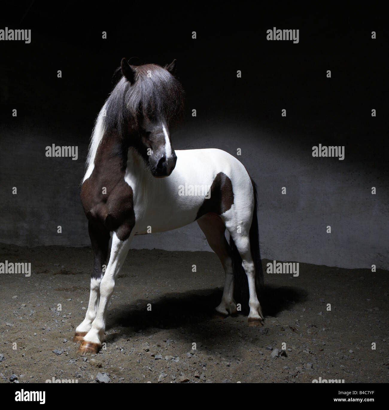 Pure Breed Icelandic Mare, Iceland Stock Photo - Alamy