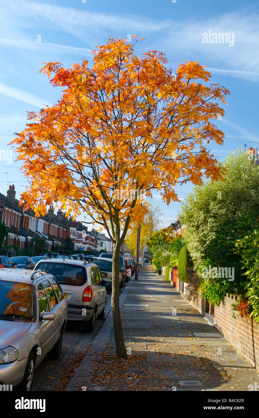 A tree with Autumnal yellow leaves in a London Street Stock Photo - Alamy