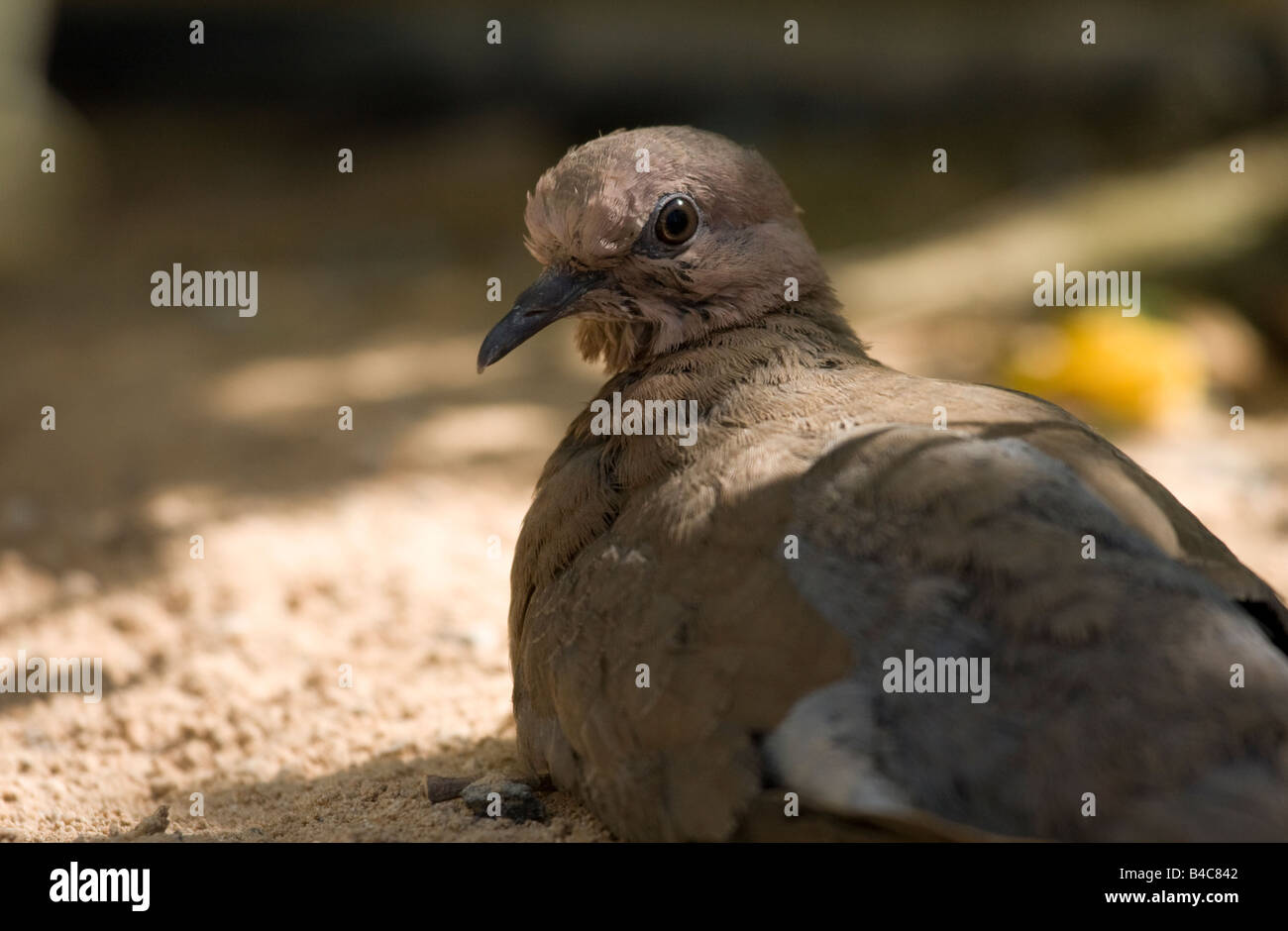 Bird at rest in Dubai Stock Photo - Alamy
