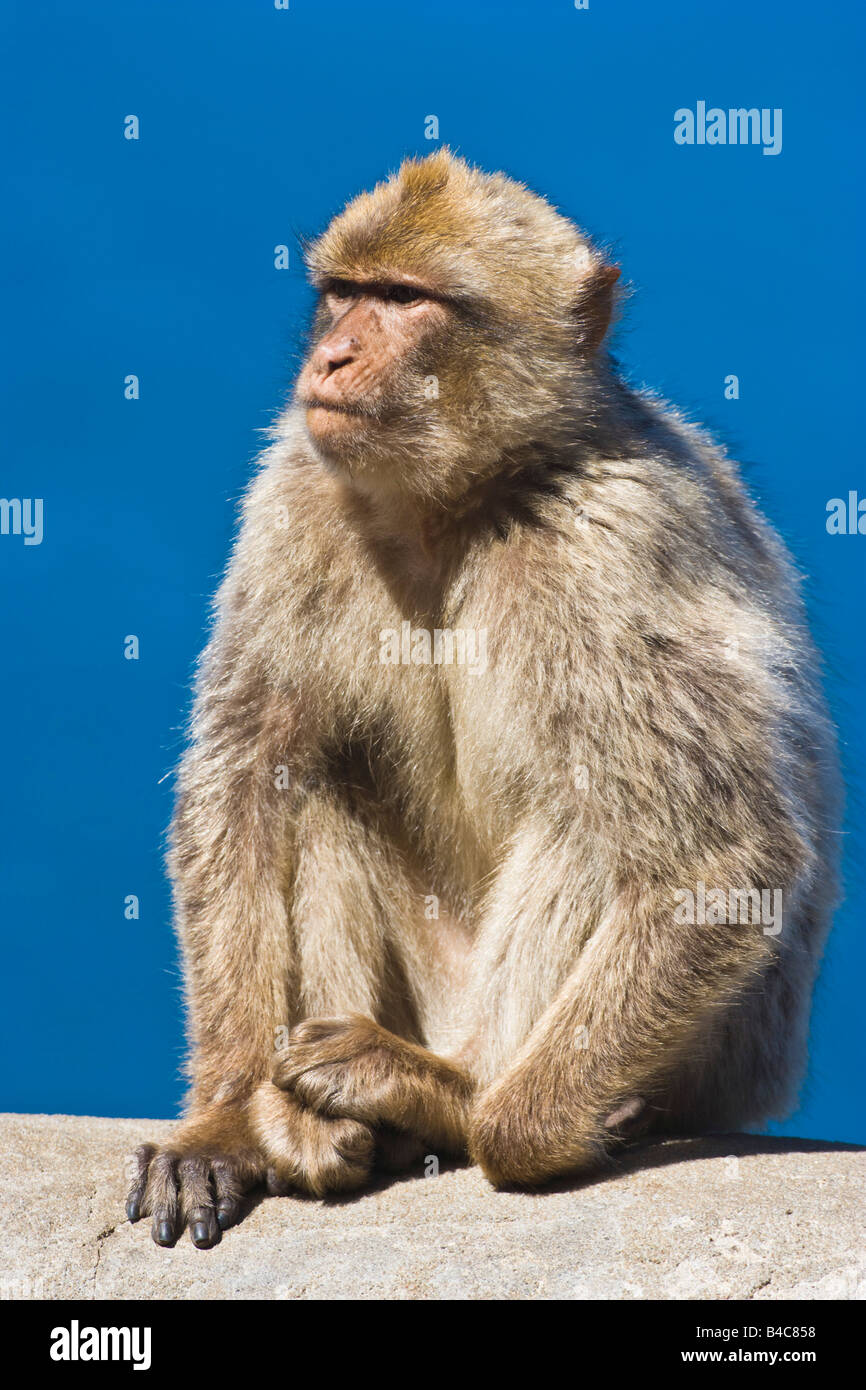 Gibraltar barbary macaque macaca hi-res stock photography and images ...