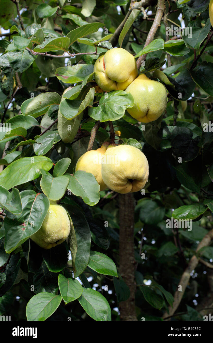 Cydonia oblonga vranja quince fruit ripe hi-res stock photography and ...