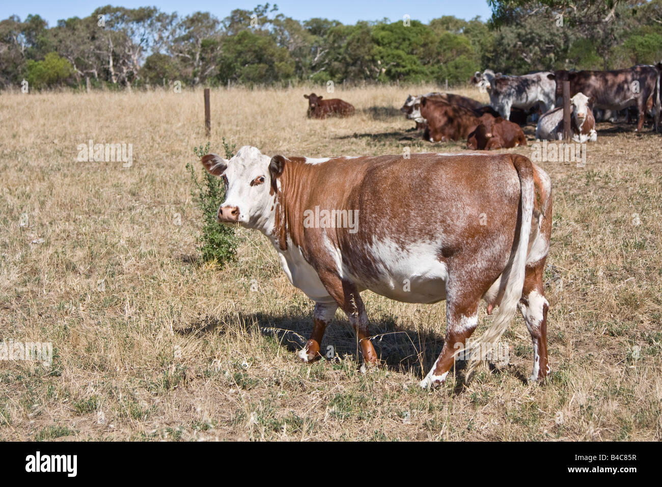 Hereford cows at Lochiel Park Taratap (near Kingston South East) South ...