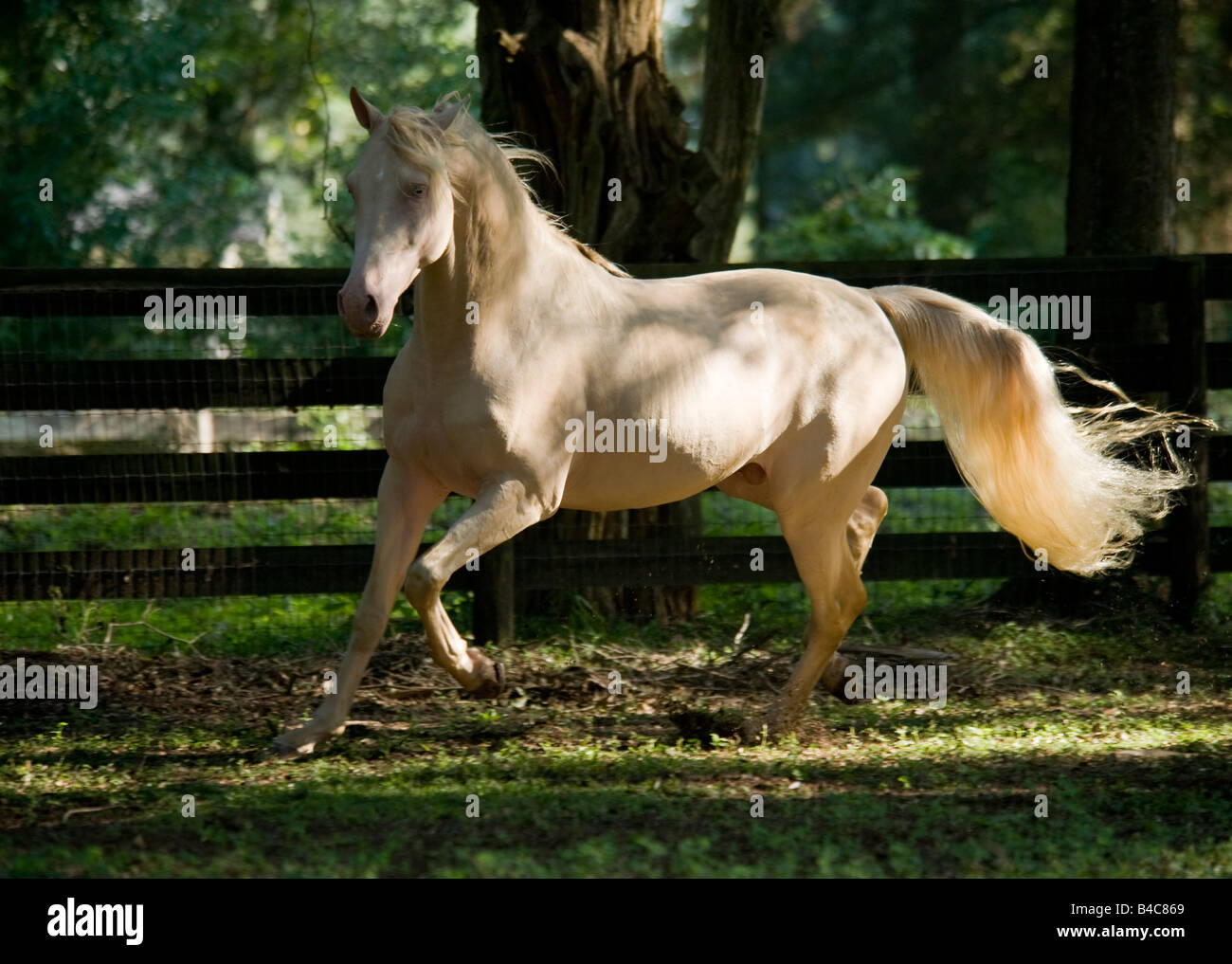 Morgan horse stallion hi-res stock photography and images - Alamy