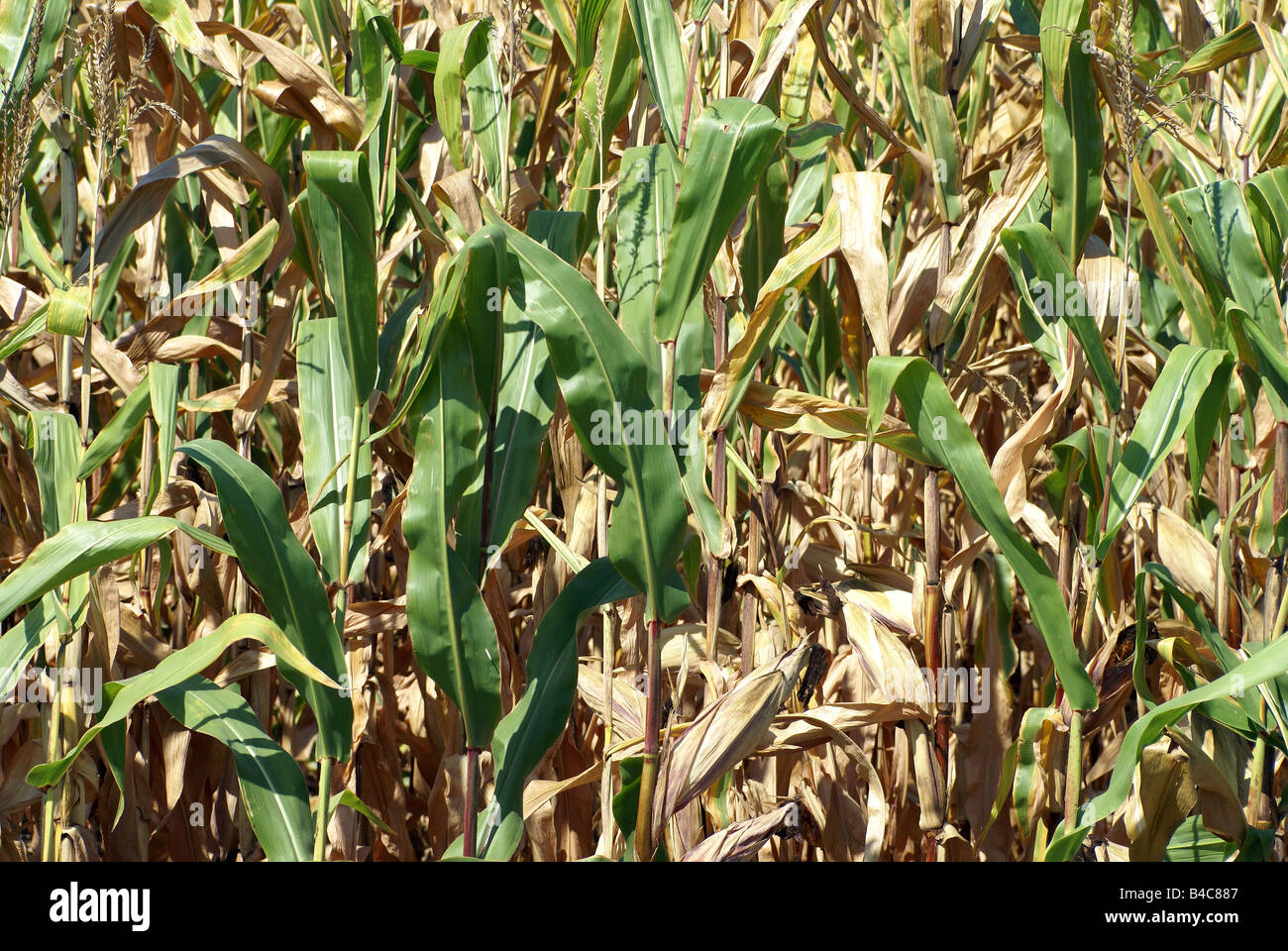Corn production line hi-res stock photography and images - Alamy