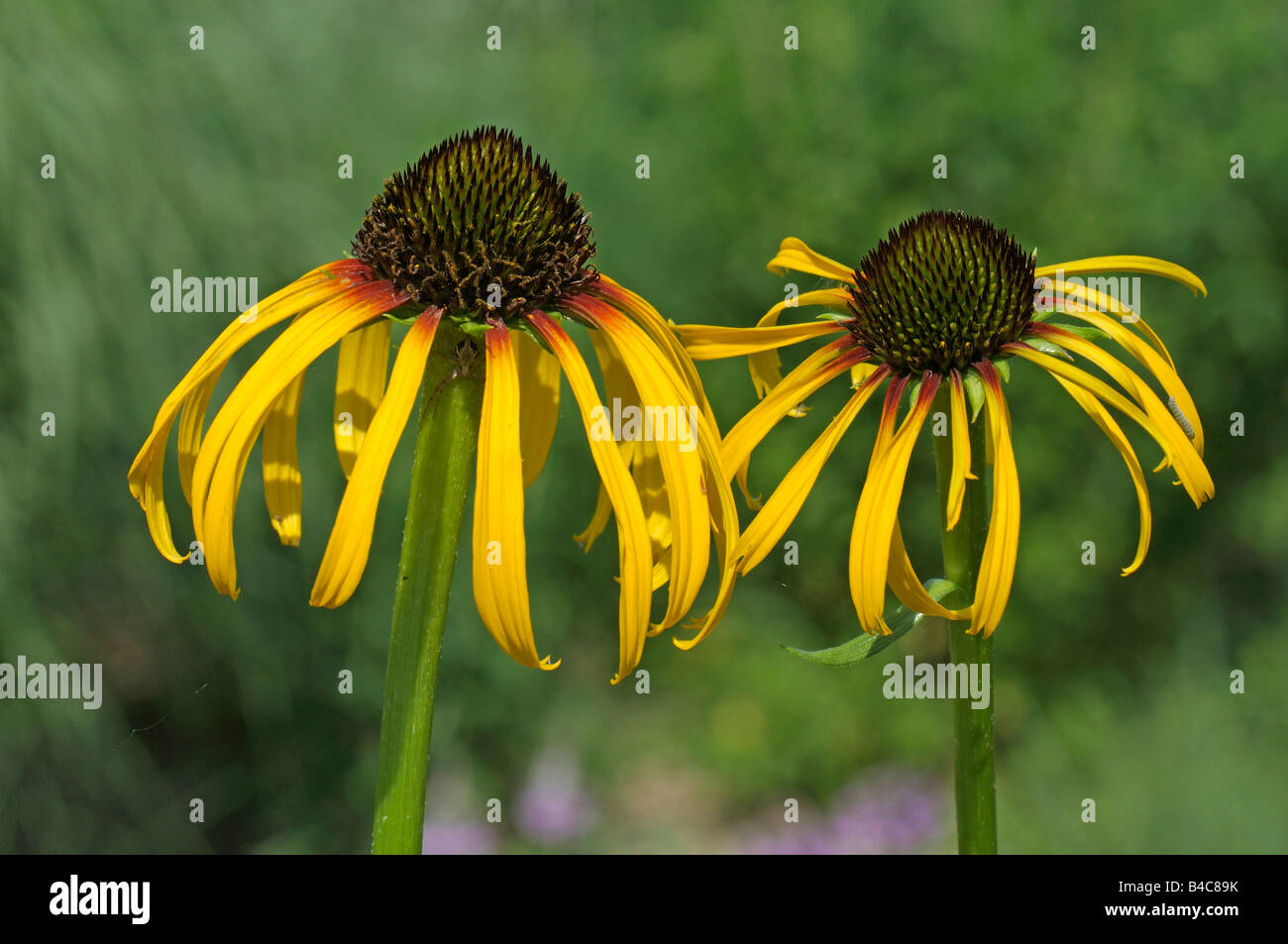 Echinacea paradoxa hi-res stock photography and images - Alamy