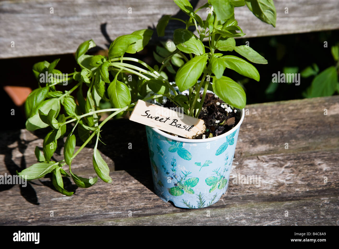 A pot of sweet basil herbs (Ocimum basilicum) on a garden bench Stock ...