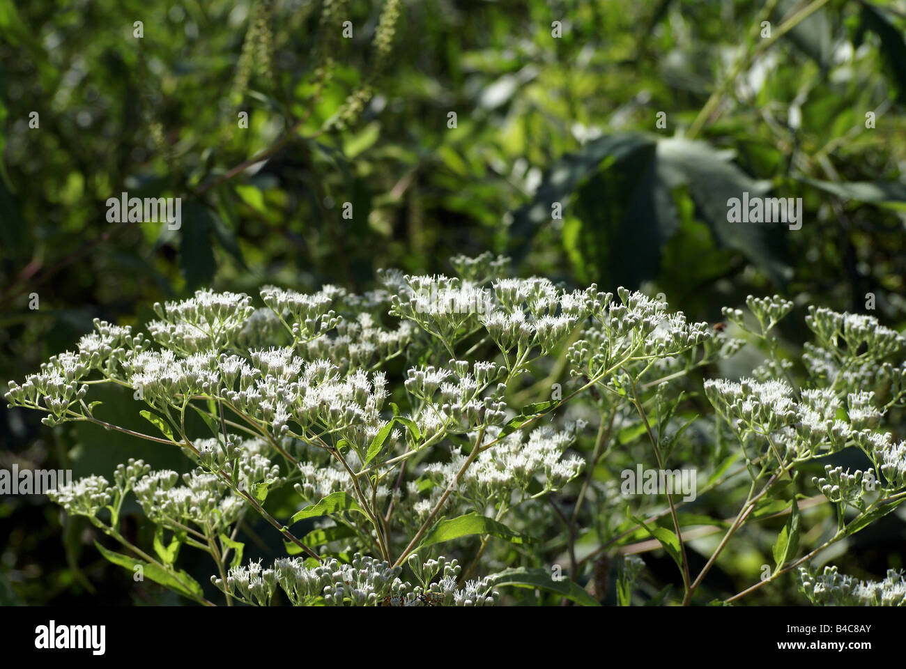 Cluster of wildflowers hi-res stock photography and images - Alamy