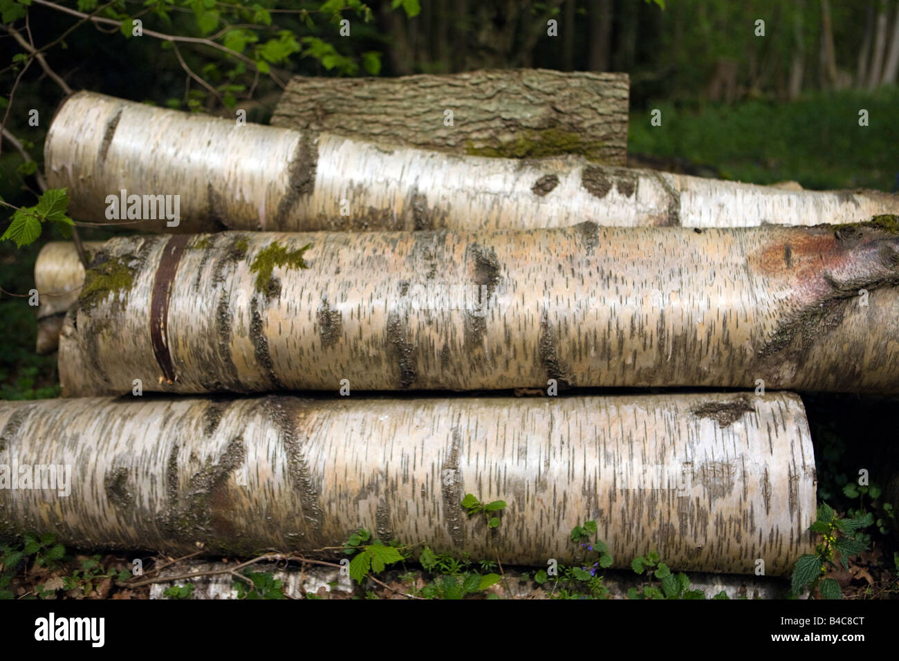 Birch Log pile Stock Photo - Alamy