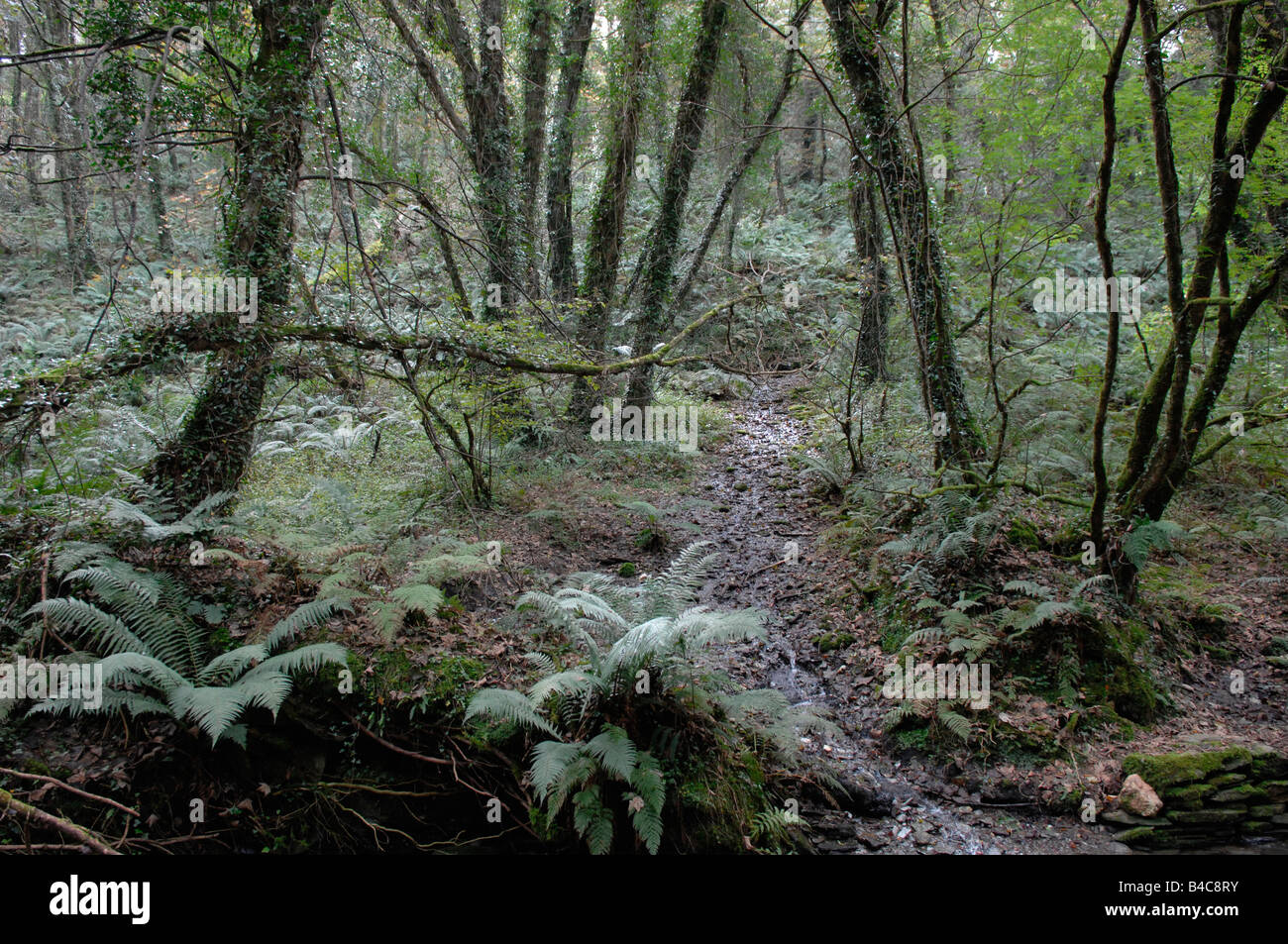 Woods forestry hi-res stock photography and images - Alamy