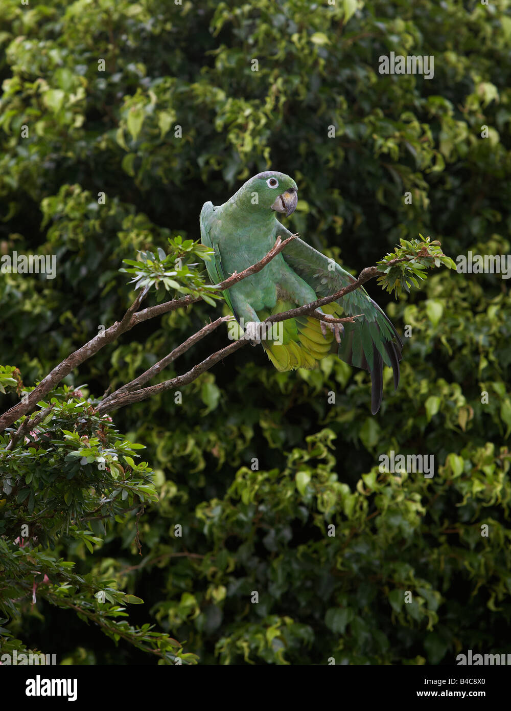 Parrot in the wild, Amazon Rain Forest, Ecuador Stock Photo - Alamy