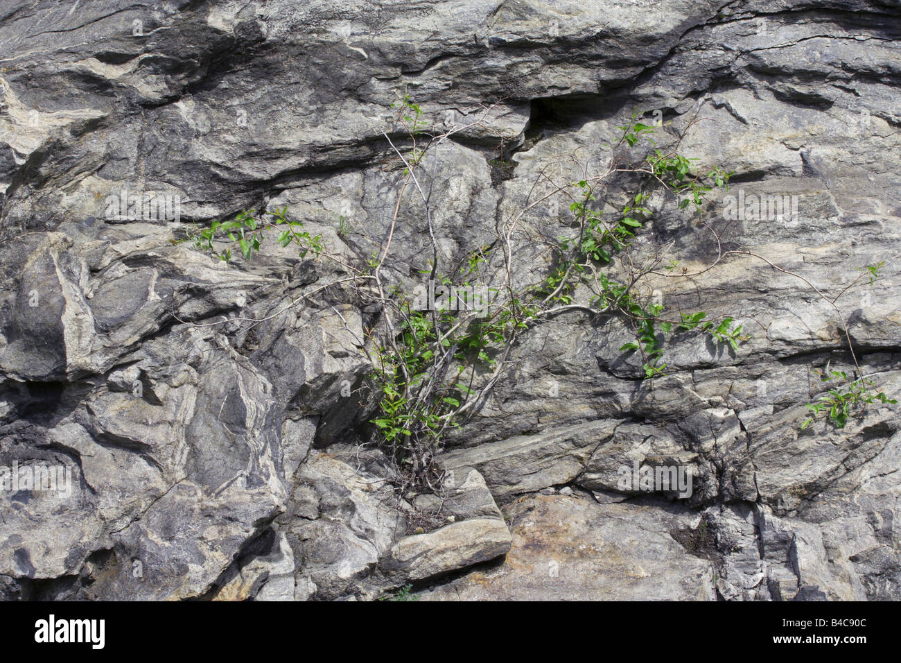 bush grown on vertical sandstone rock Stock Photo - Alamy