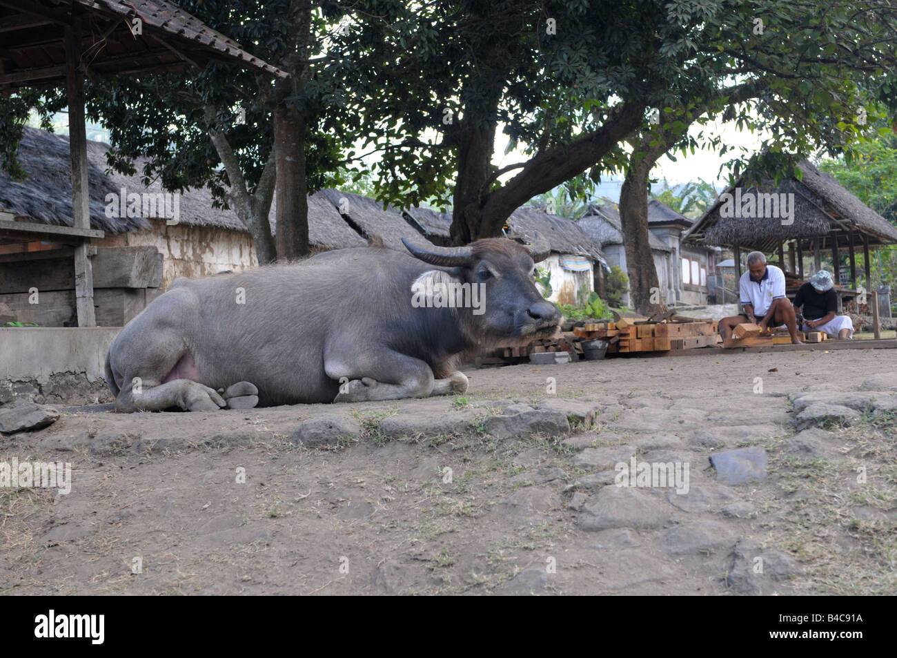 Water buffalo relaxing under the tree with the master working on wood ...