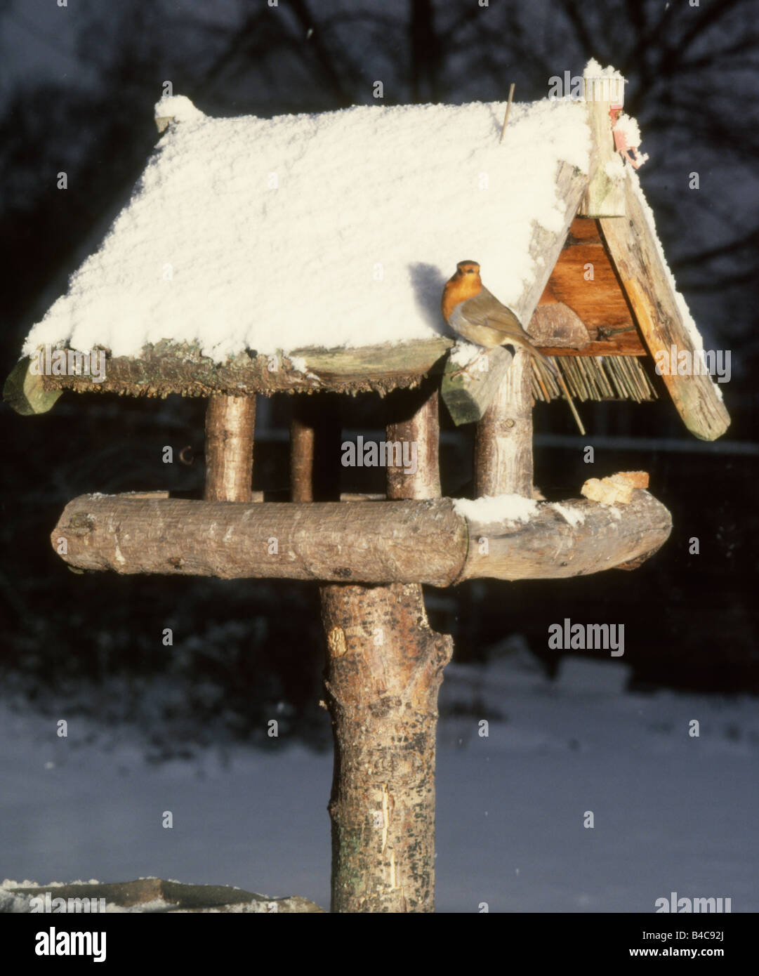 Robin bird table hi-res stock photography and images - Alamy