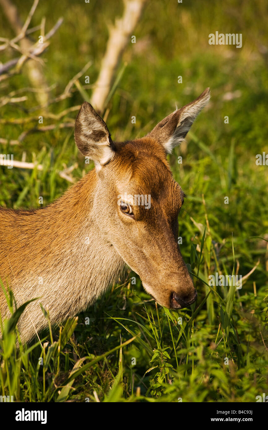 portrait of red deer hind in the wilderness of Oostvardersplassen ...