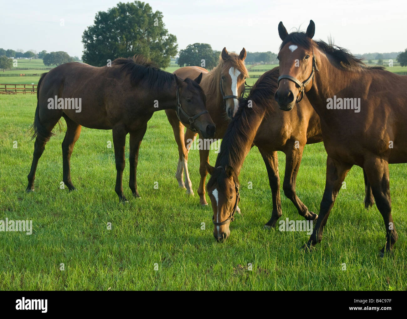 Thoroughbred horse yearling herd Stock Photo - Alamy