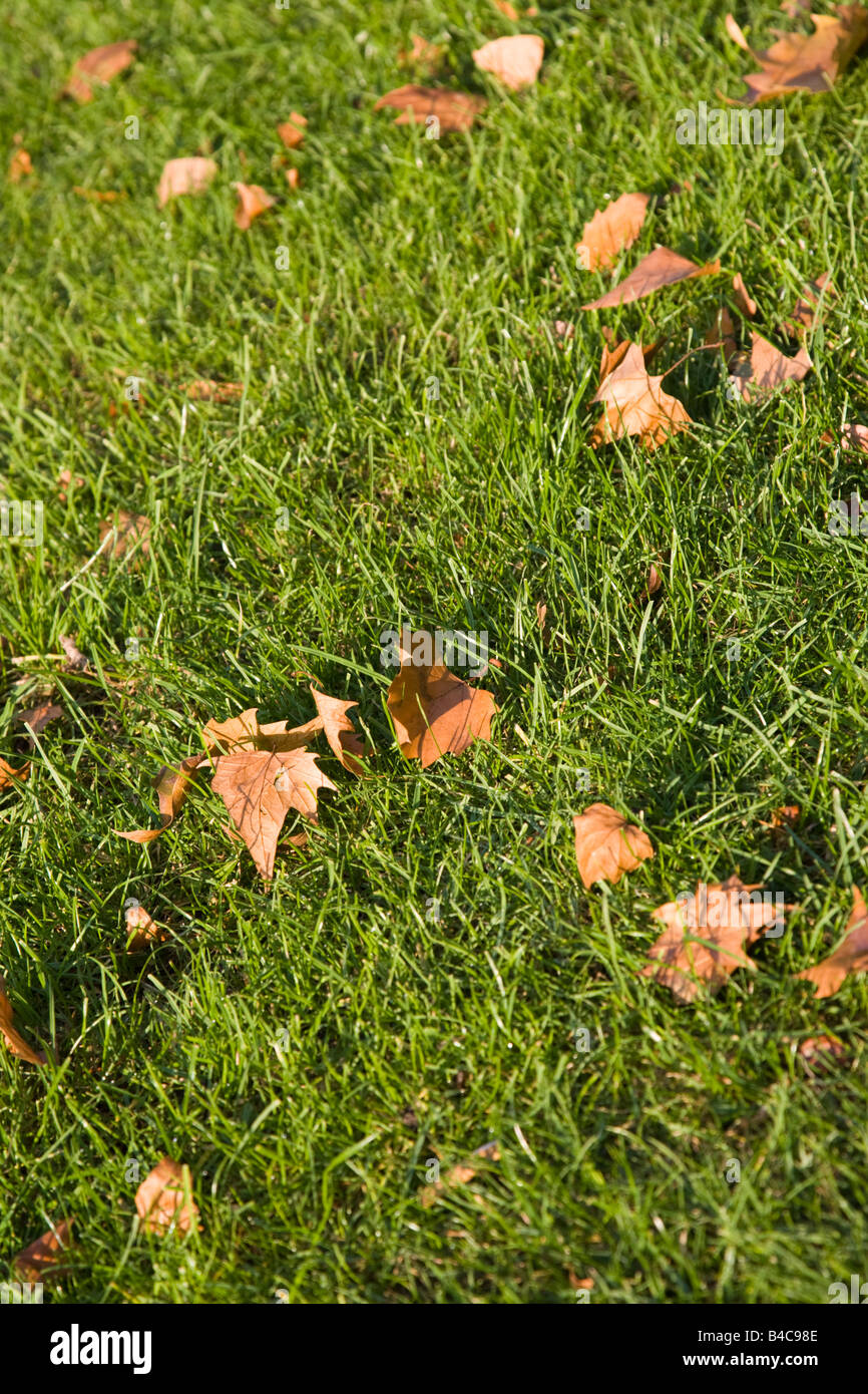 Fallen Autumn leaves on grass Stock Photo - Alamy