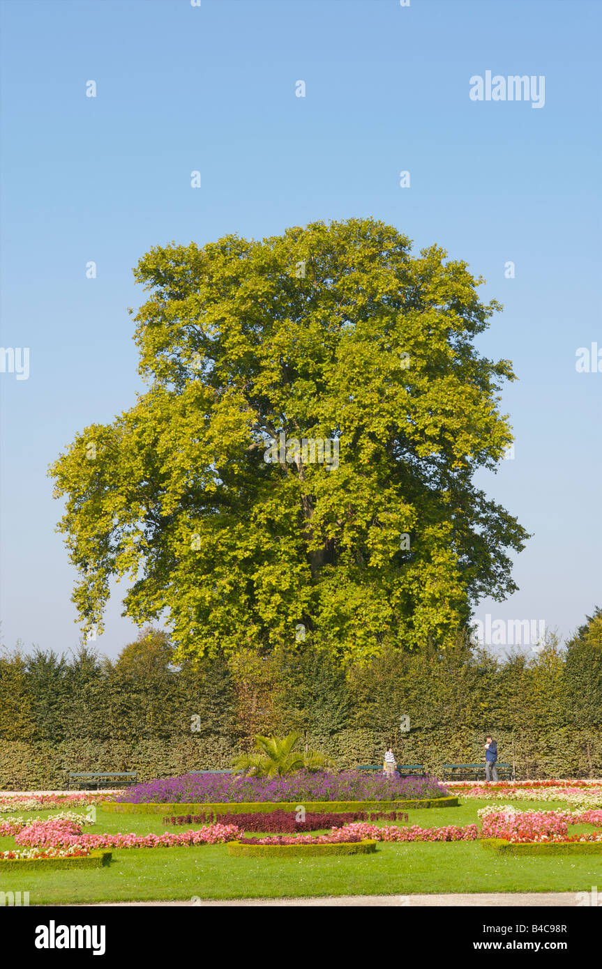 A tree in Palais de Schonbrunn Vienna Austria Stock Photo - Alamy