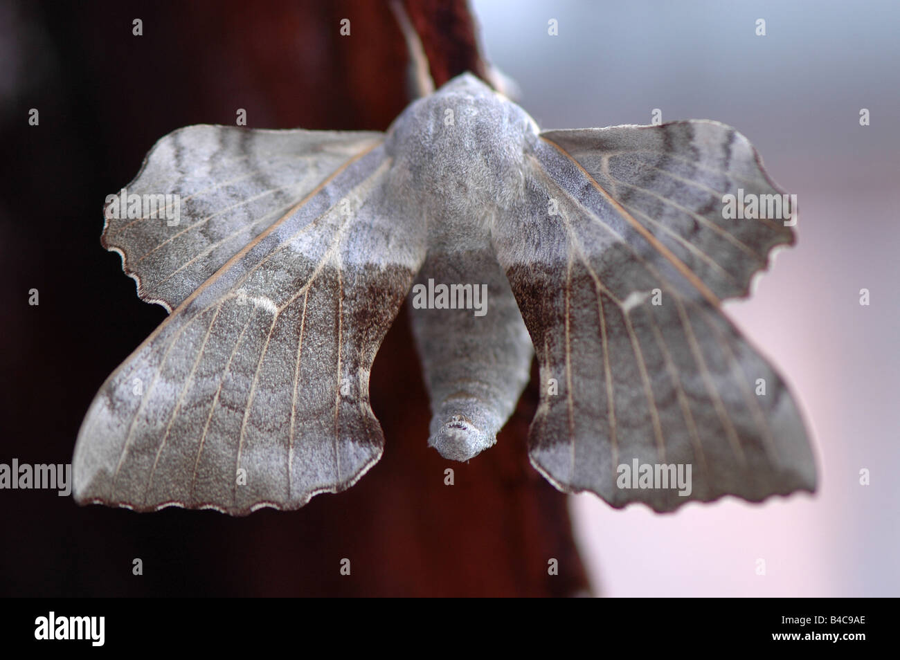 A Poplar Hawk Moth Laothoe populi Stock Photo - Alamy