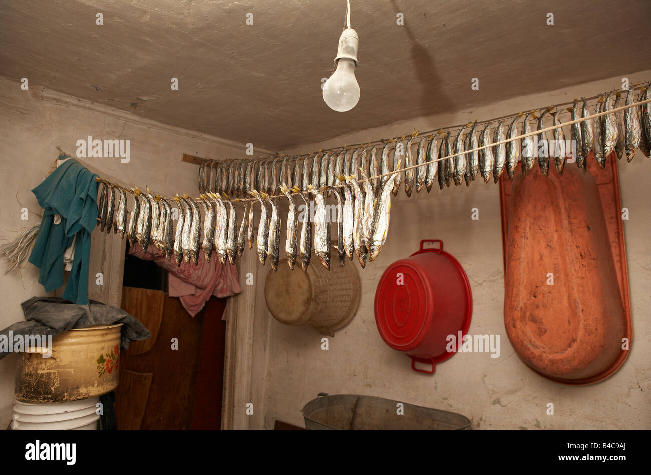 Drying European Smelt Fish also known as Sparling Fish( Osmerus ...