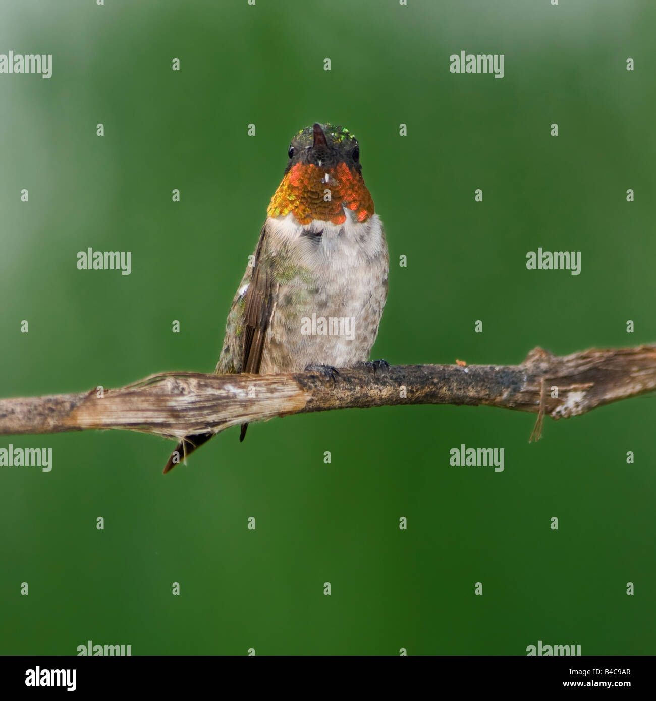 A male Ruby throated Hummingbird, Archilochus colubris, perches on a ...