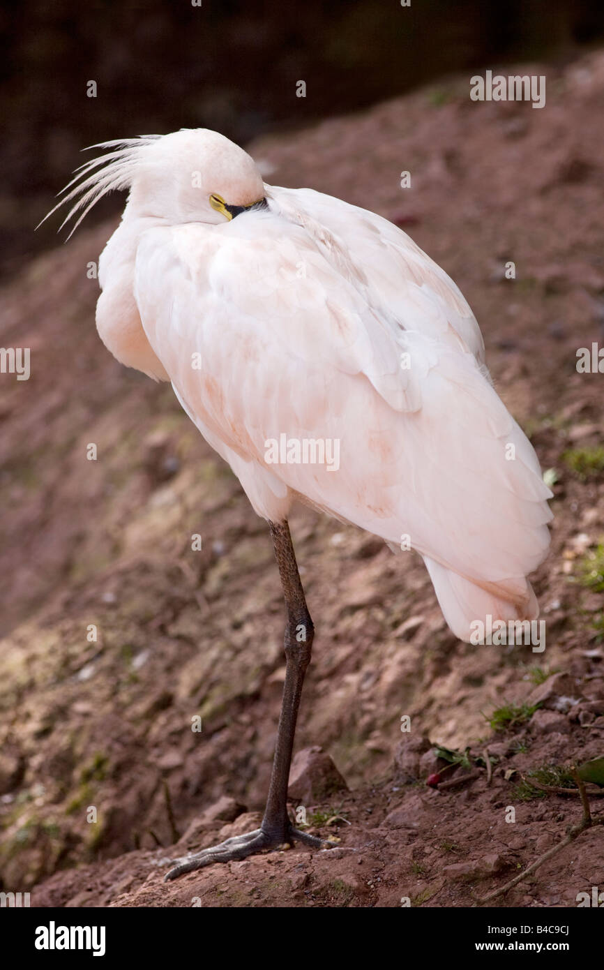European wildfowl hi-res stock photography and images - Alamy