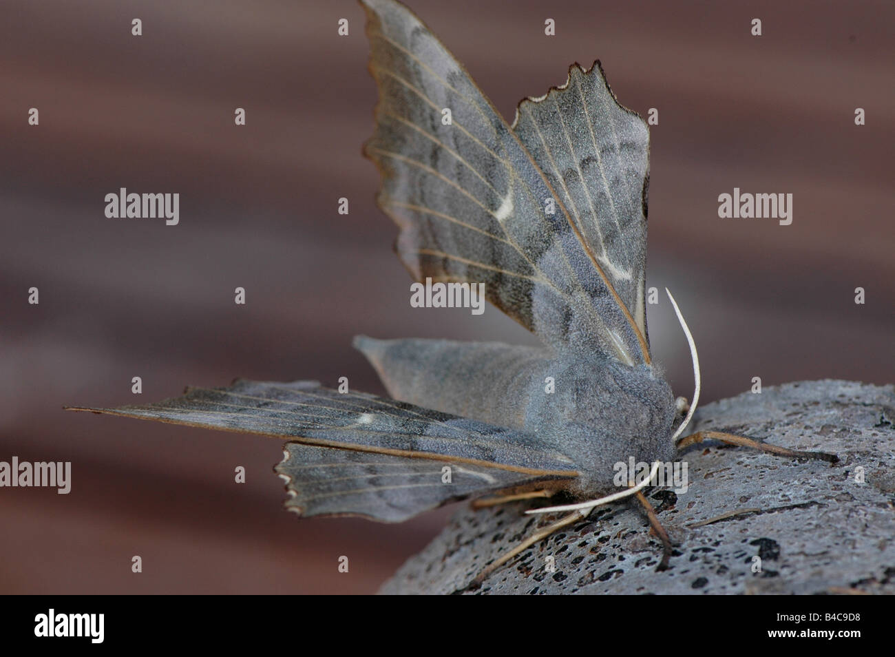 A Poplar Hawk Moth Stock Photo - Alamy
