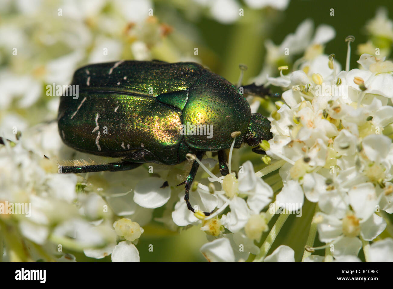 Goliath beetle hi-res stock photography and images - Alamy