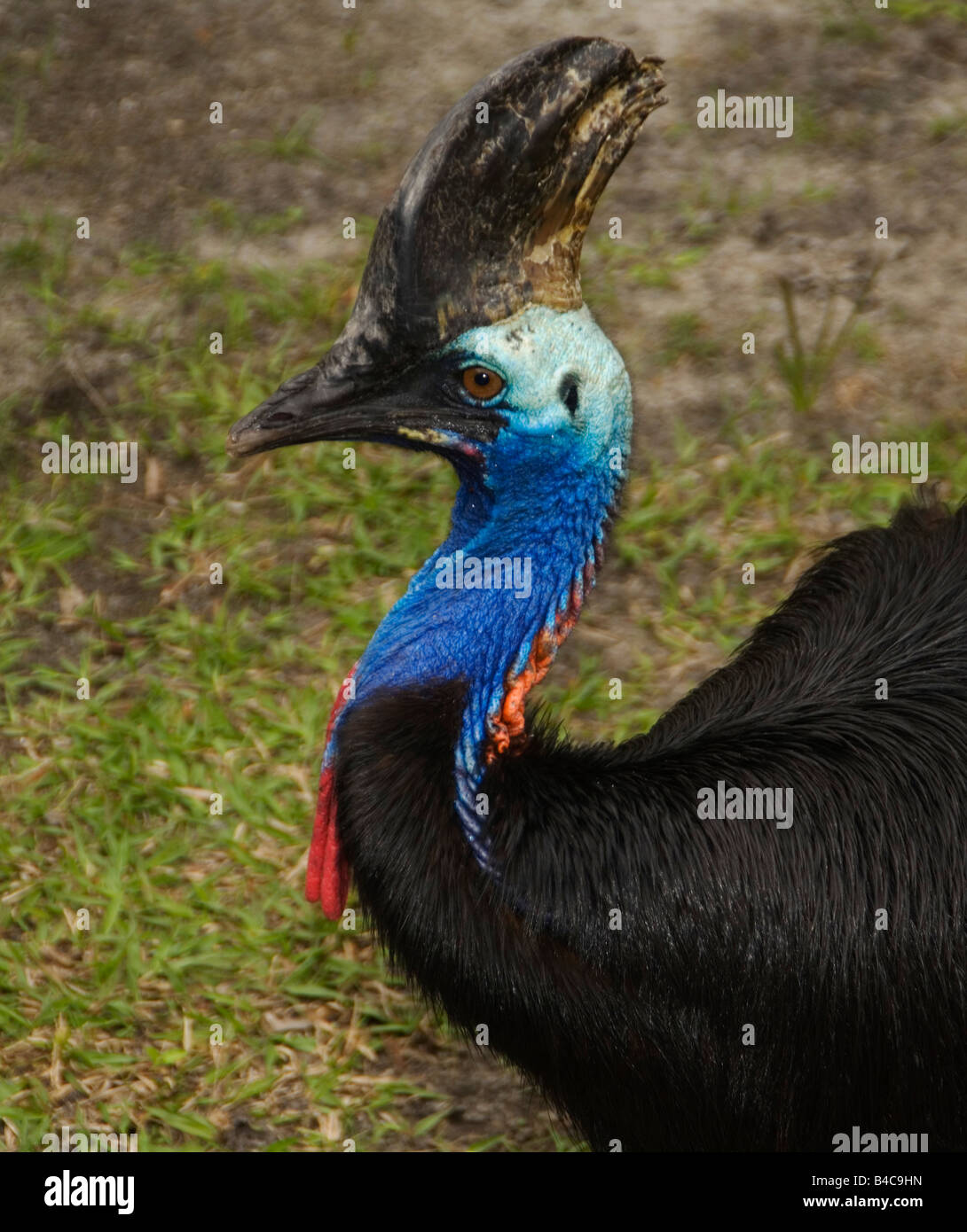 Cassowary eye hi-res stock photography and images - Alamy