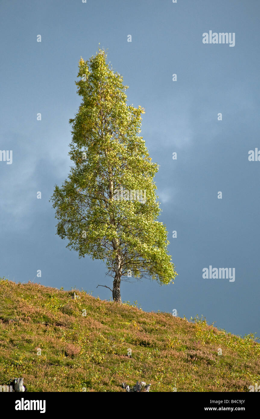Lone Birch tree on a Scottish Hillside Stock Photo - Alamy