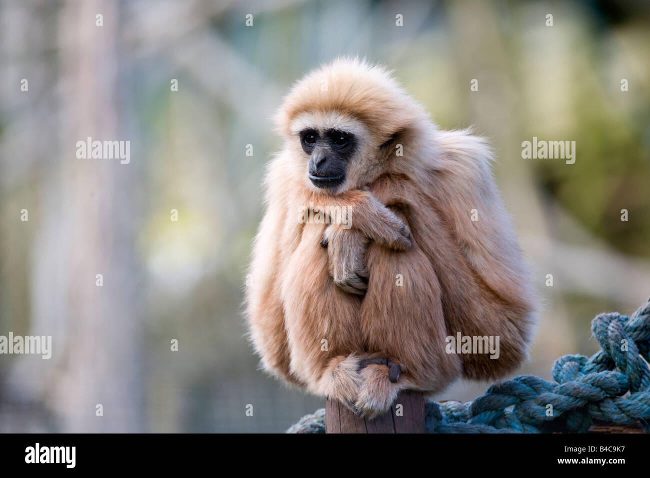 Captive Gibbon High Resolution Stock Photography and Images - Alamy