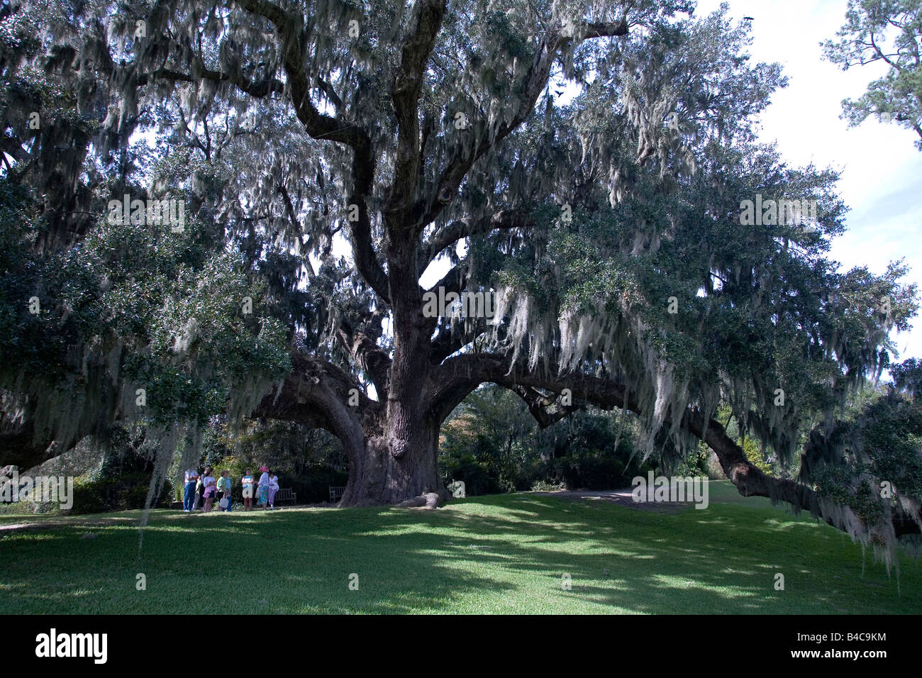Middleton place charleston gardens hi-res stock photography and images ...