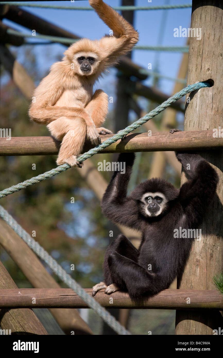 White Handed Gibbons Stock Photo - Alamy