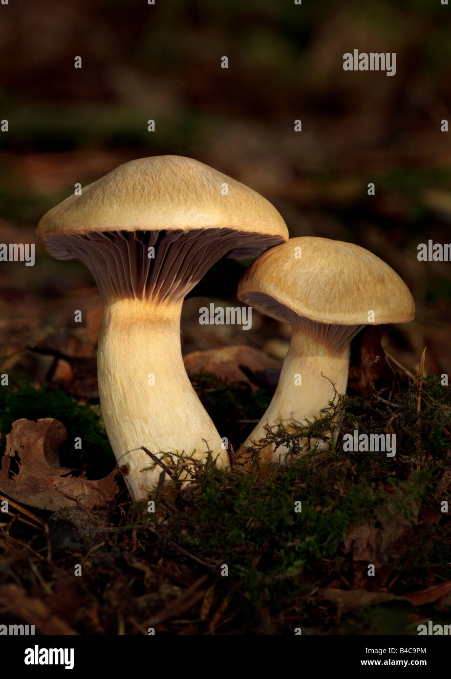 fungi toadstool close up autumn Stock Photo - Alamy