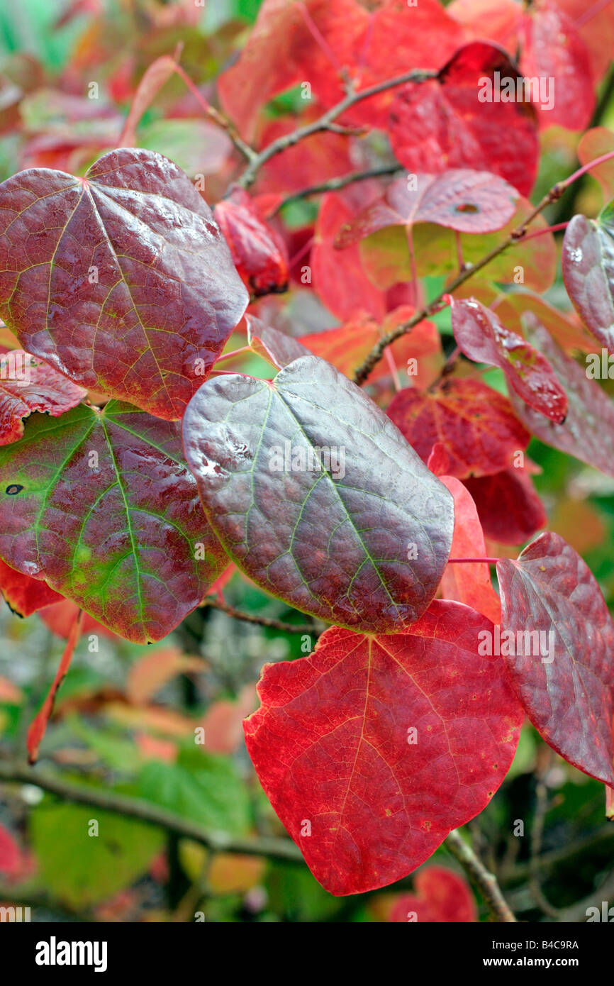DISANTHUS CERCIDIFOLIUS AUTUMN COLOUR Stock Photo - Alamy