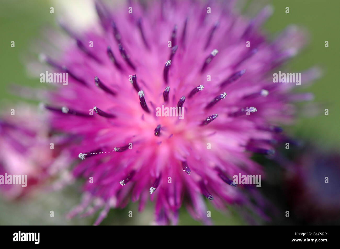 A close up of a common thistle Stock Photo - Alamy