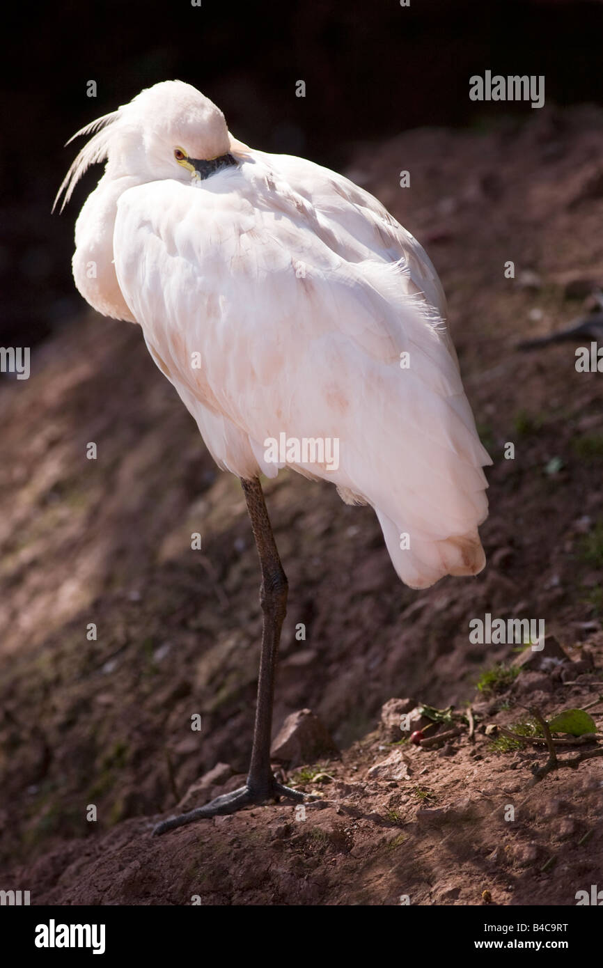 Spoonbill duck hi-res stock photography and images - Alamy