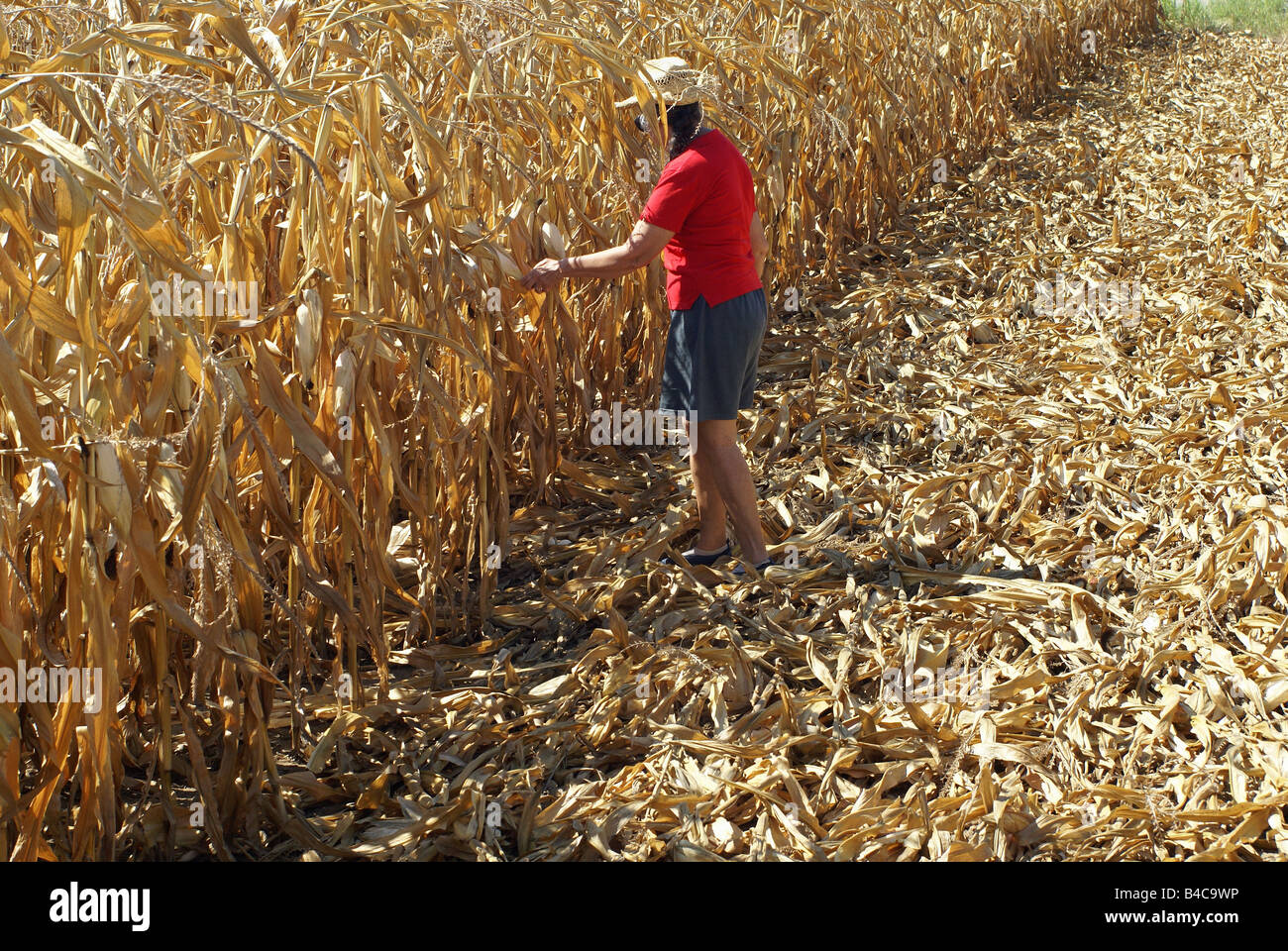 Checking the Corn Stock Photo - Alamy