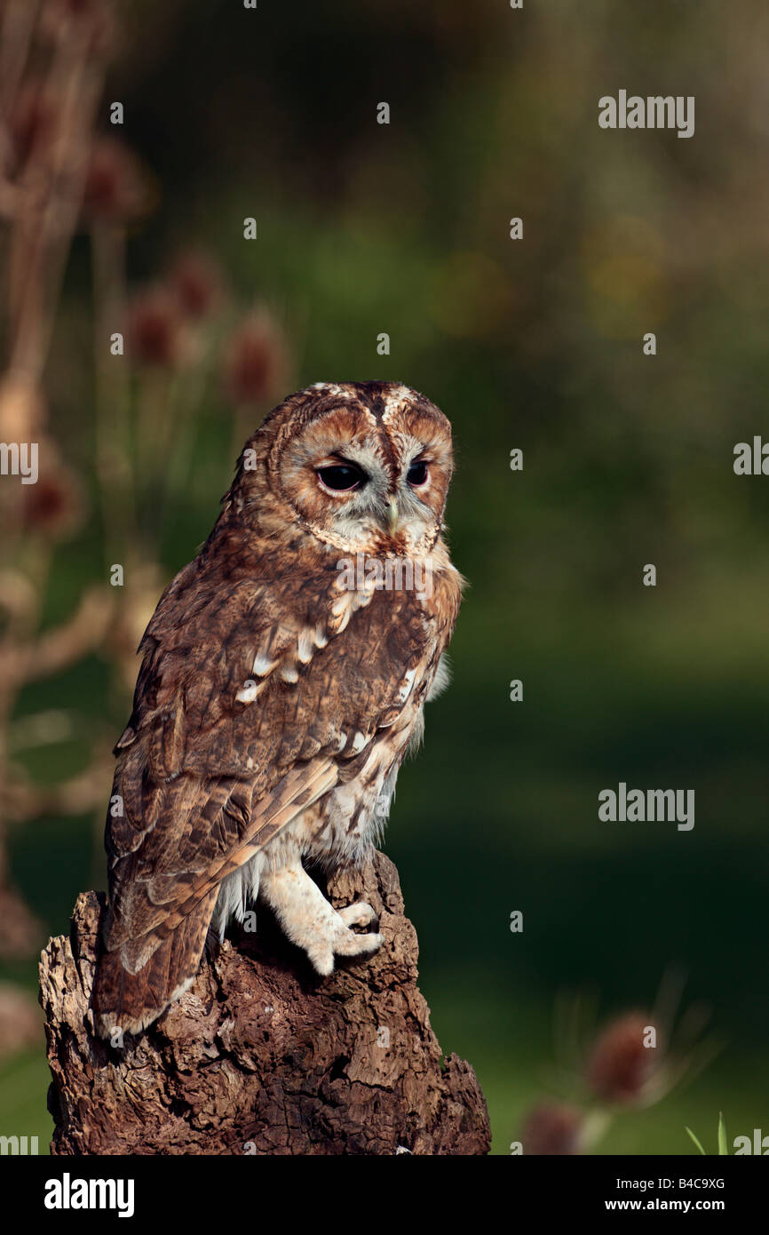 Tawny Owl Strix aluco perched looking alert with mouse Potton ...