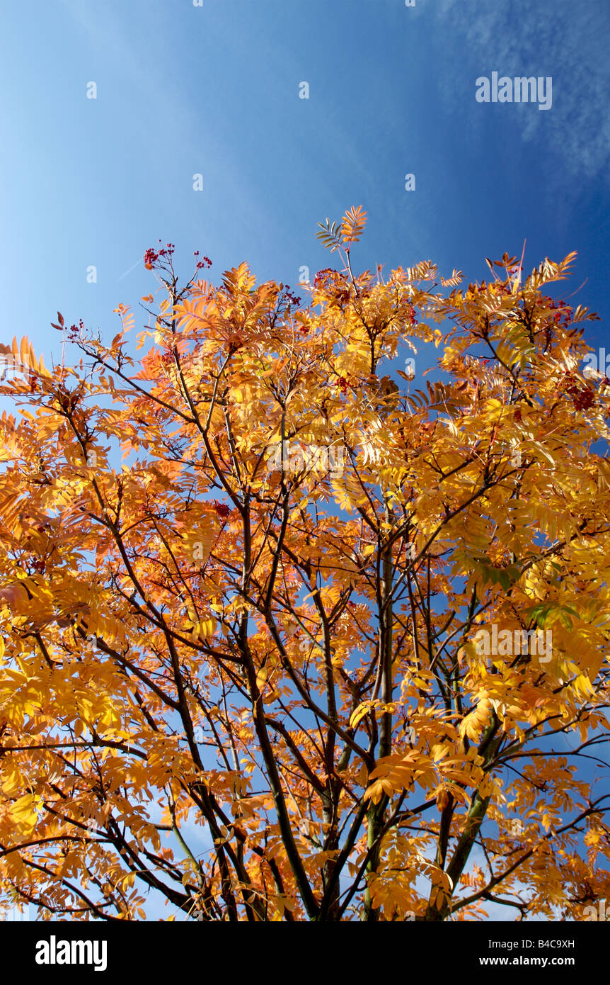 A tree with Autumnal yellow leaves Stock Photo - Alamy