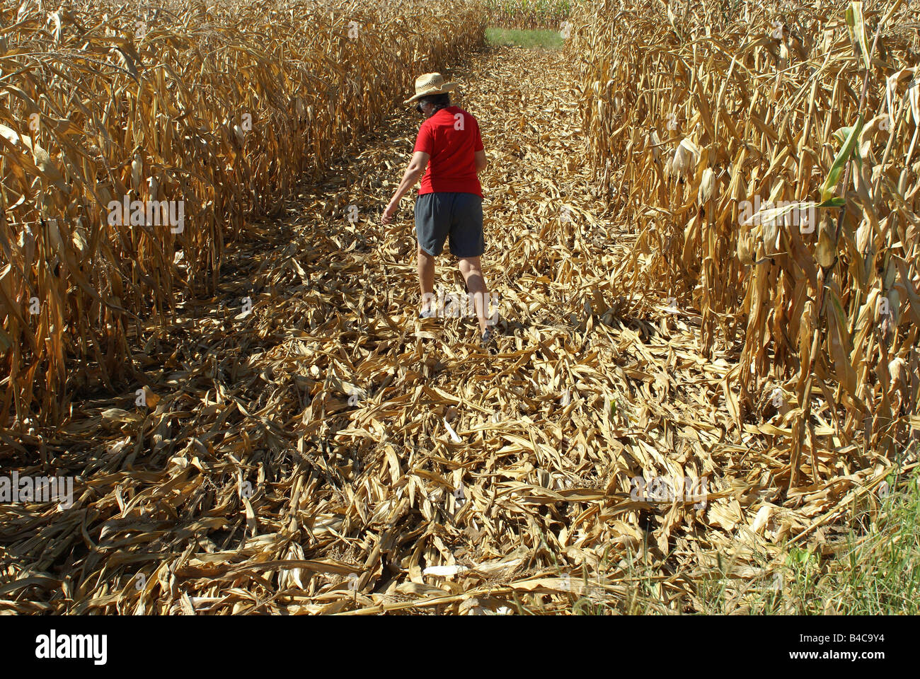Walking Through Corn Field Stock Photo - Alamy