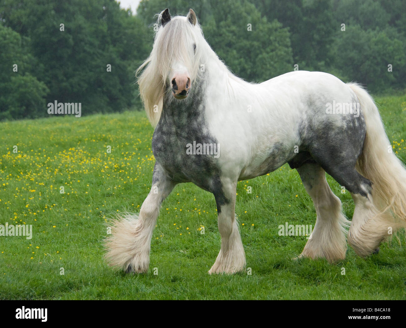 Dapple Grey Gypsy Vanner