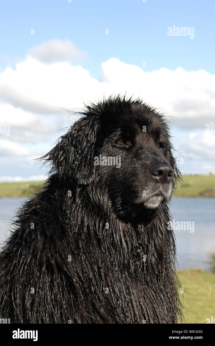 Newfoundland dog wet hi-res stock photography and images - Alamy